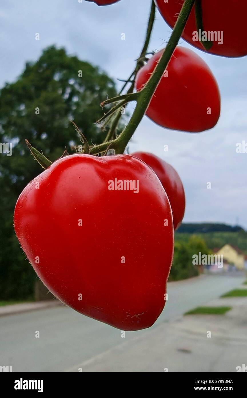 red and ripe tomato, healthy vegetable in a balanced diet red and ripe ...