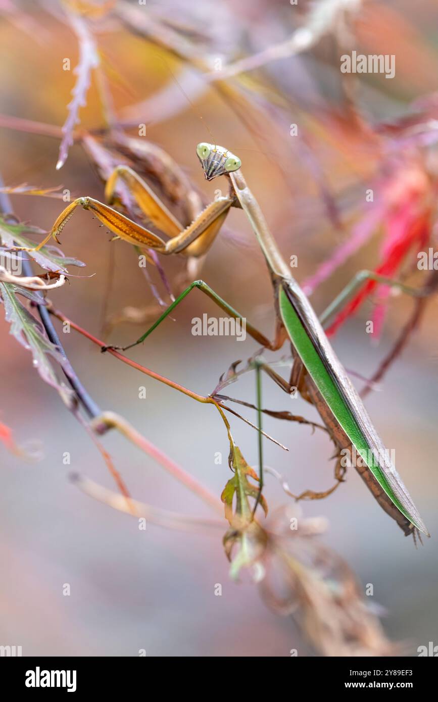 Chinese mantis (Tenodera sinensis) - Brevard, North Carolina, USA Stock ...