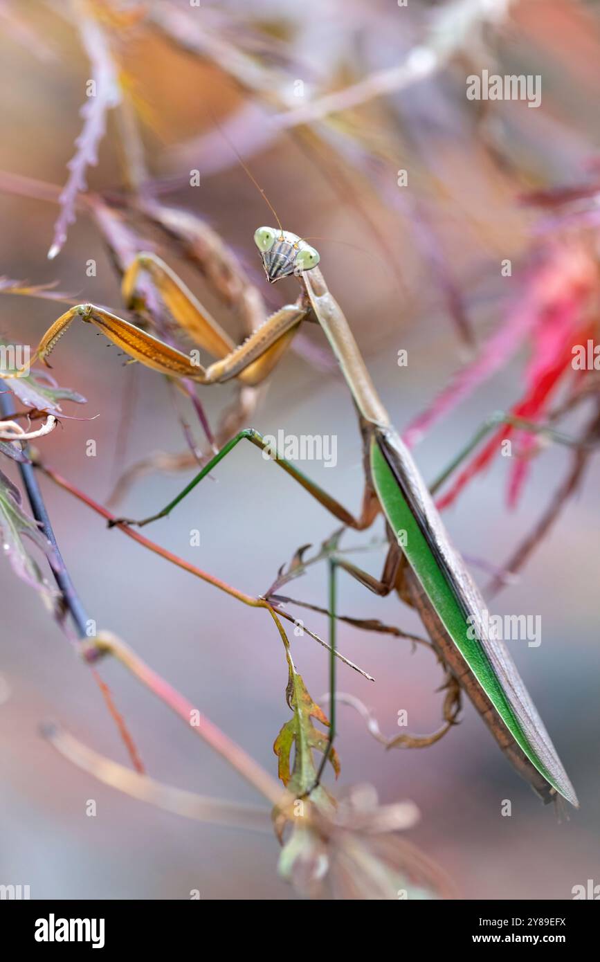 Chinese mantis (Tenodera sinensis) - Brevard, North Carolina, USA Stock ...