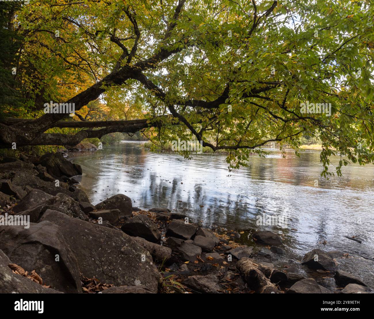 View of river through colourful leaves on the rocky banks in autumn in ...