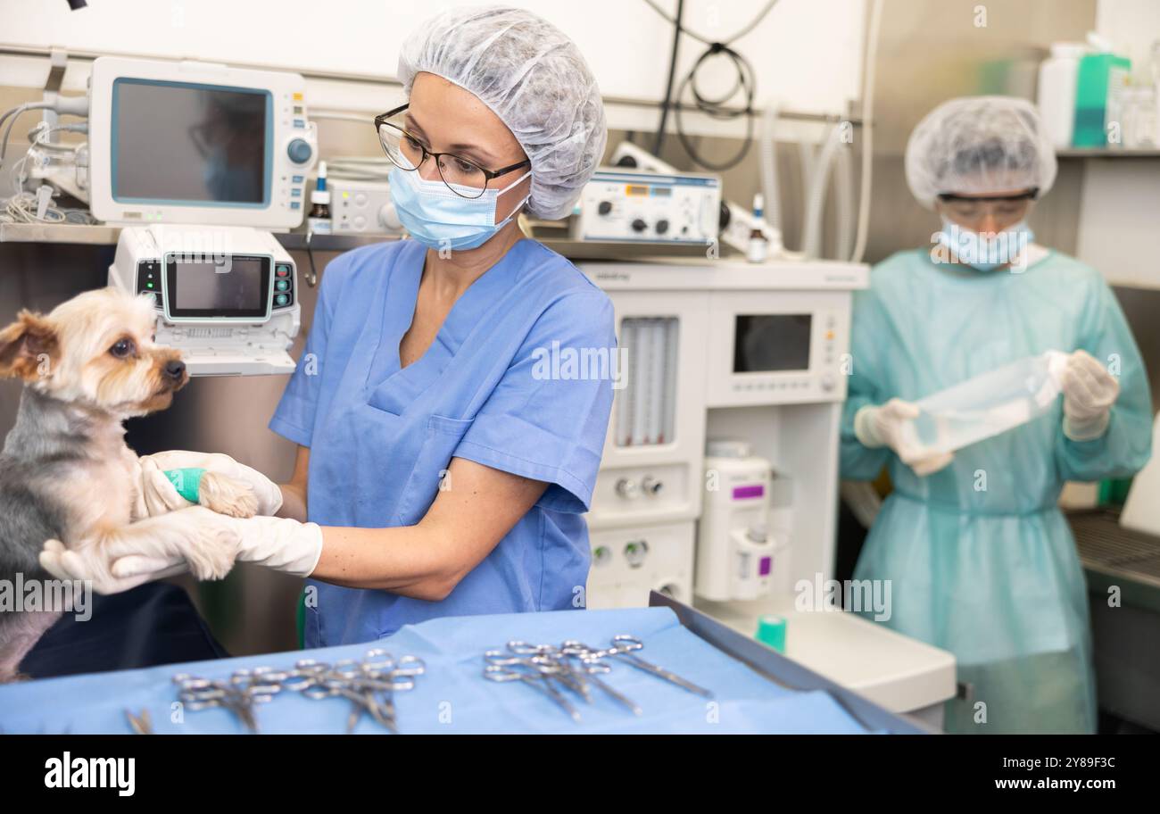 Female veterinarian conducting examination of Yorkshire Terrier at ...