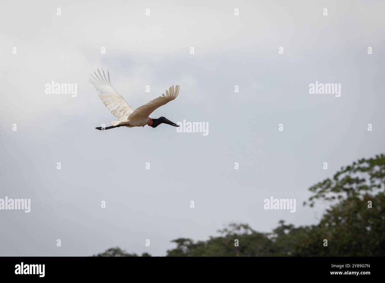 A Jabiru (Jabiru mycteria) bird mid-flight against a cloudy sky ...