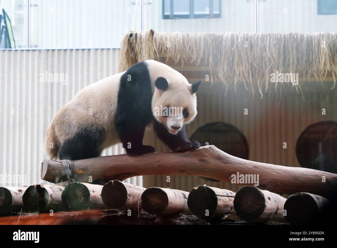 CHONGQING, CHINA - OCTOBER 3, 2024 - A panda is seen at the Chongqing ...