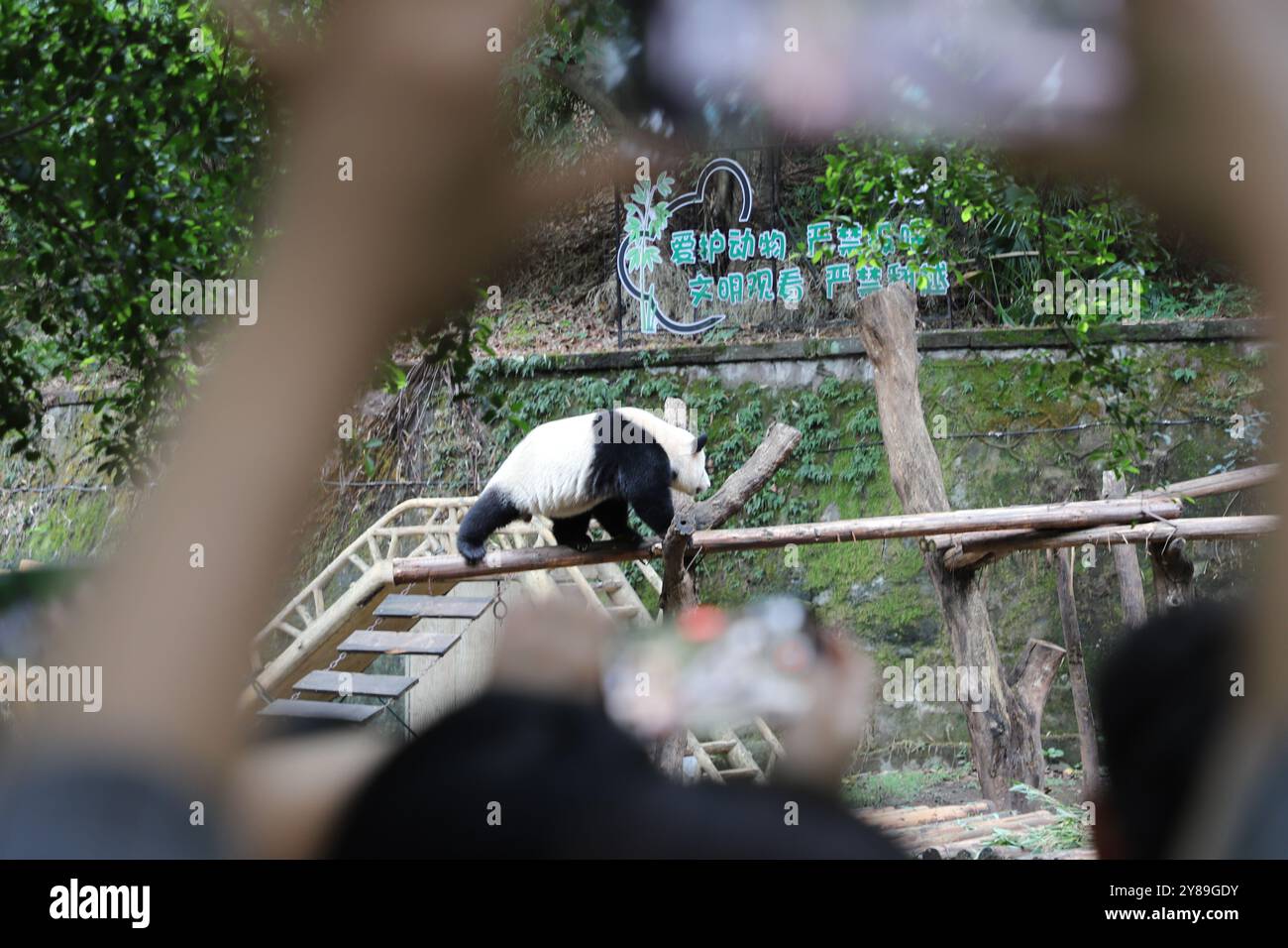 CHONGQING, CHINA - OCTOBER 3, 2024 - A panda is seen at the Chongqing ...