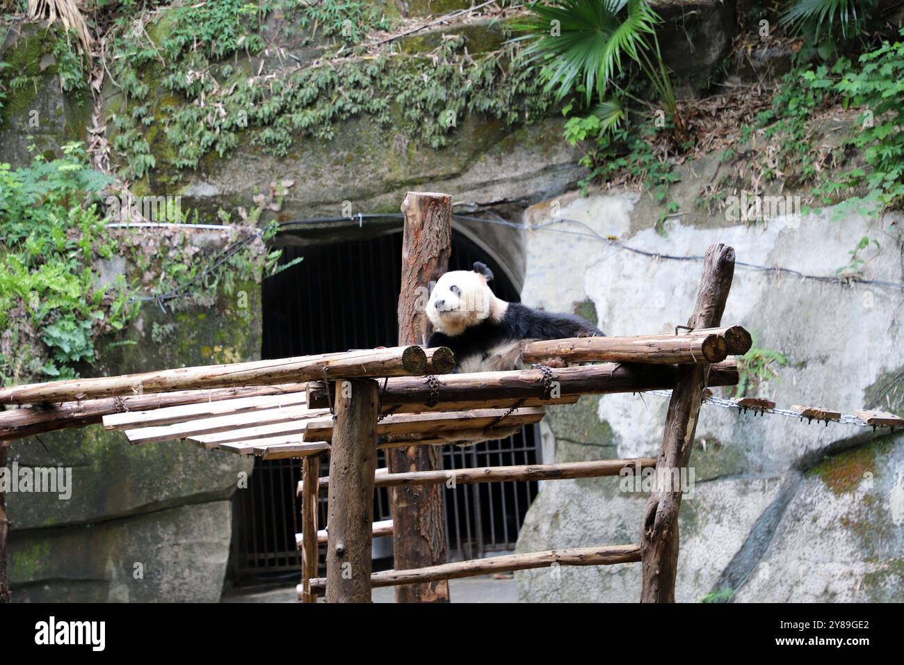 CHONGQING, CHINA - OCTOBER 3, 2024 - A panda is seen at the Chongqing ...