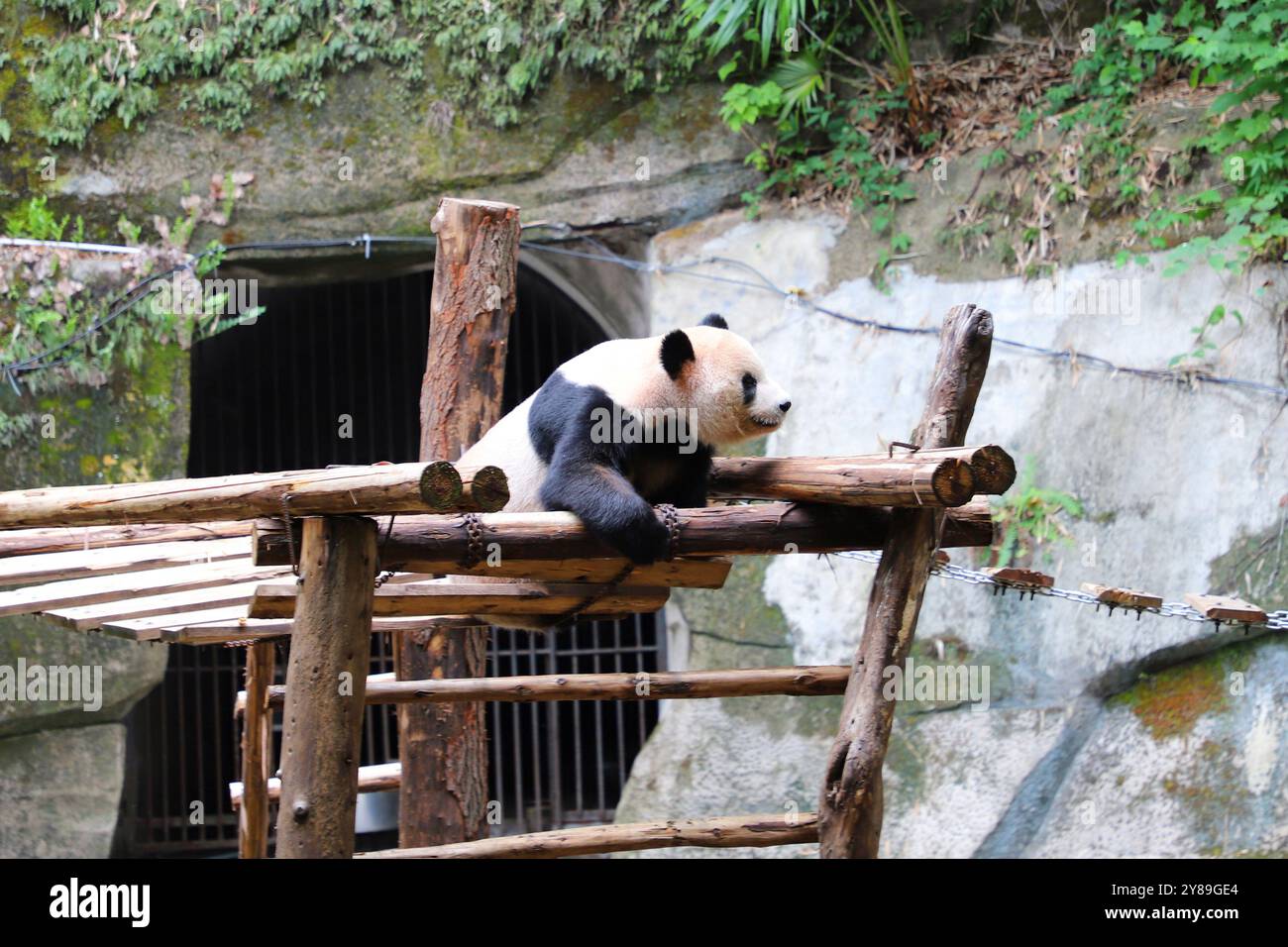 CHONGQING, CHINA - OCTOBER 3, 2024 - A panda is seen at the Chongqing ...