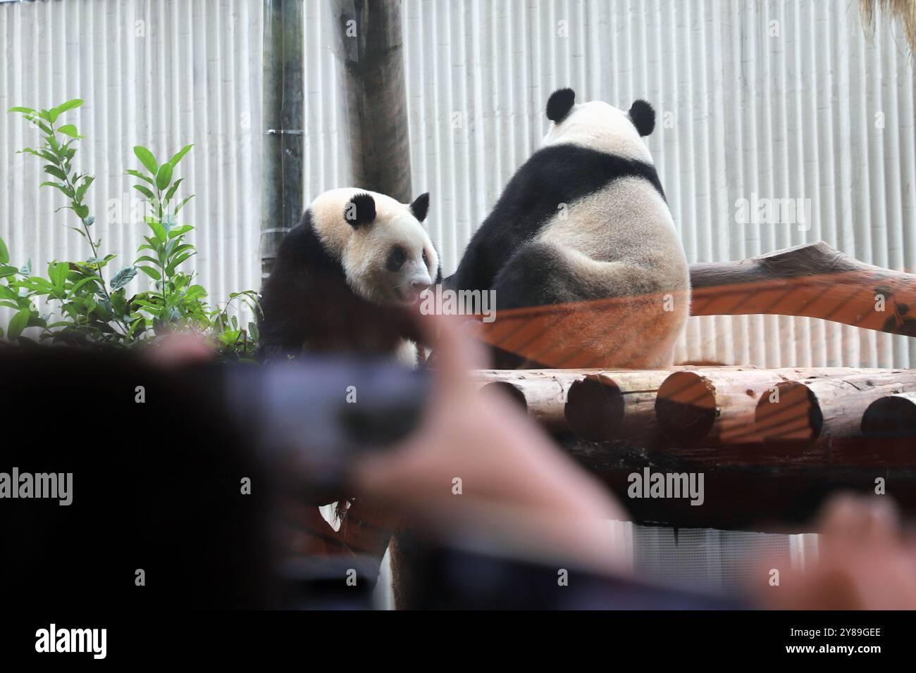 CHONGQING, CHINA - OCTOBER 3, 2024 - A panda is seen at the Chongqing ...
