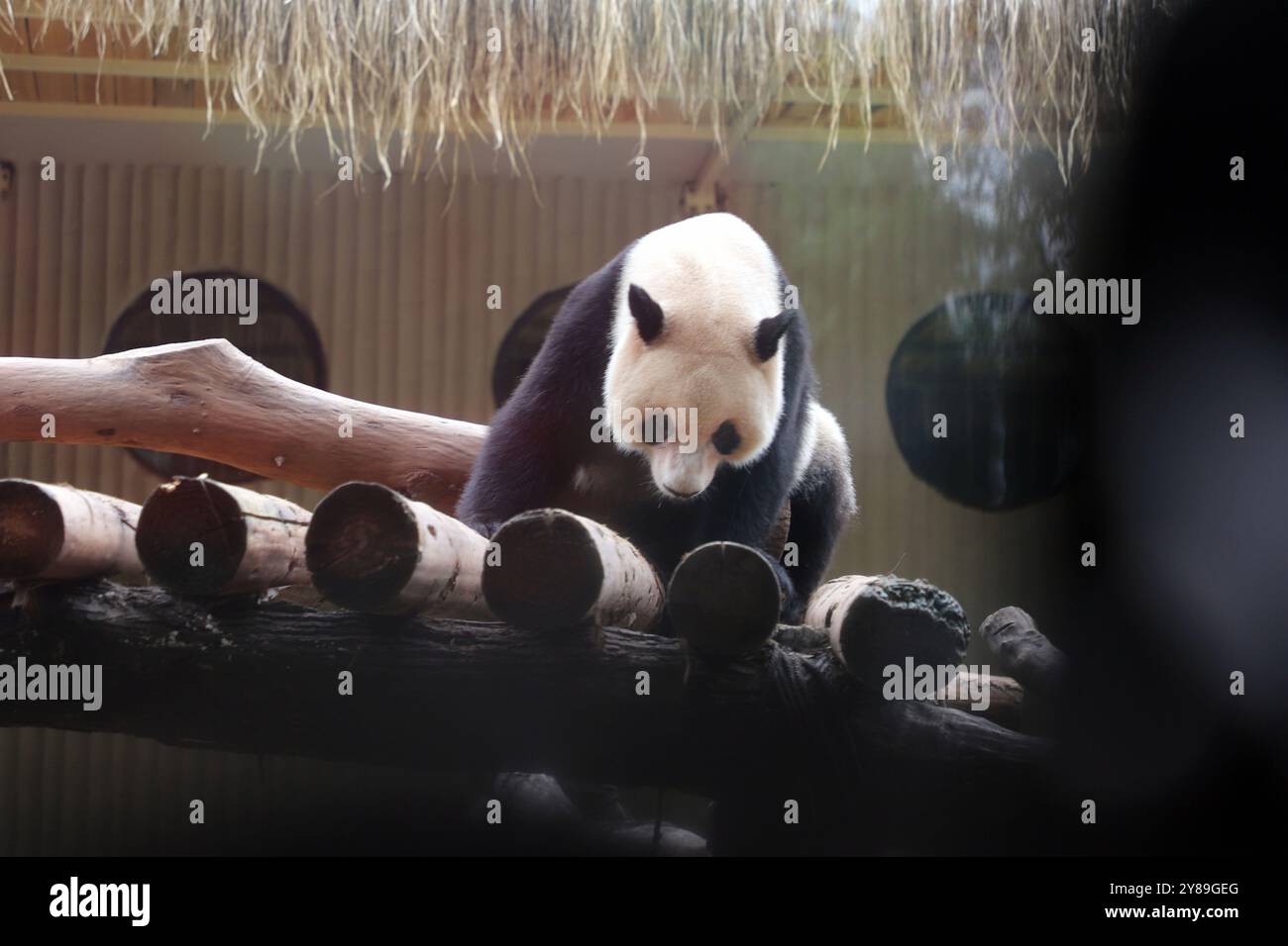 CHONGQING, CHINA - OCTOBER 3, 2024 - A panda is seen at the Chongqing ...