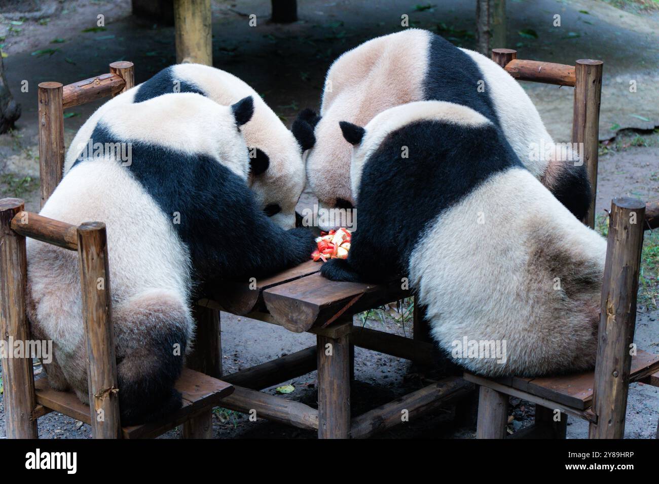 CHONGQING, CHINA - OCTOBER 3, 2024 - Giant pandas eat at Chongqing Zoo ...