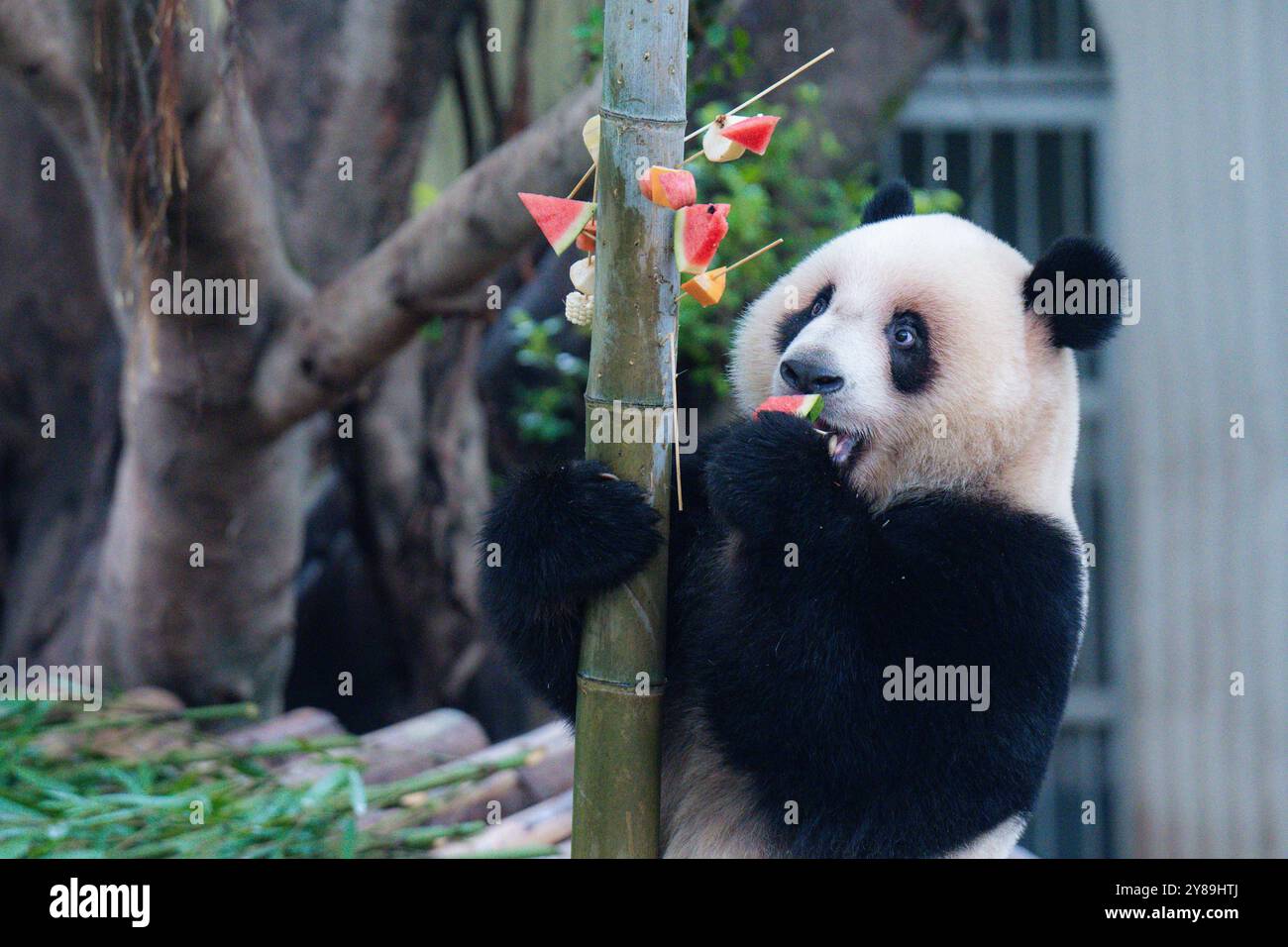 CHONGQING, CHINA - OCTOBER 3, 2024 - Giant pandas eat at Chongqing Zoo ...