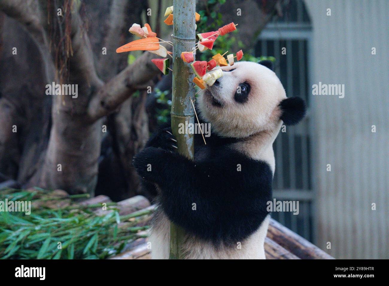 CHONGQING, CHINA - OCTOBER 3, 2024 - Giant pandas eat at Chongqing Zoo ...