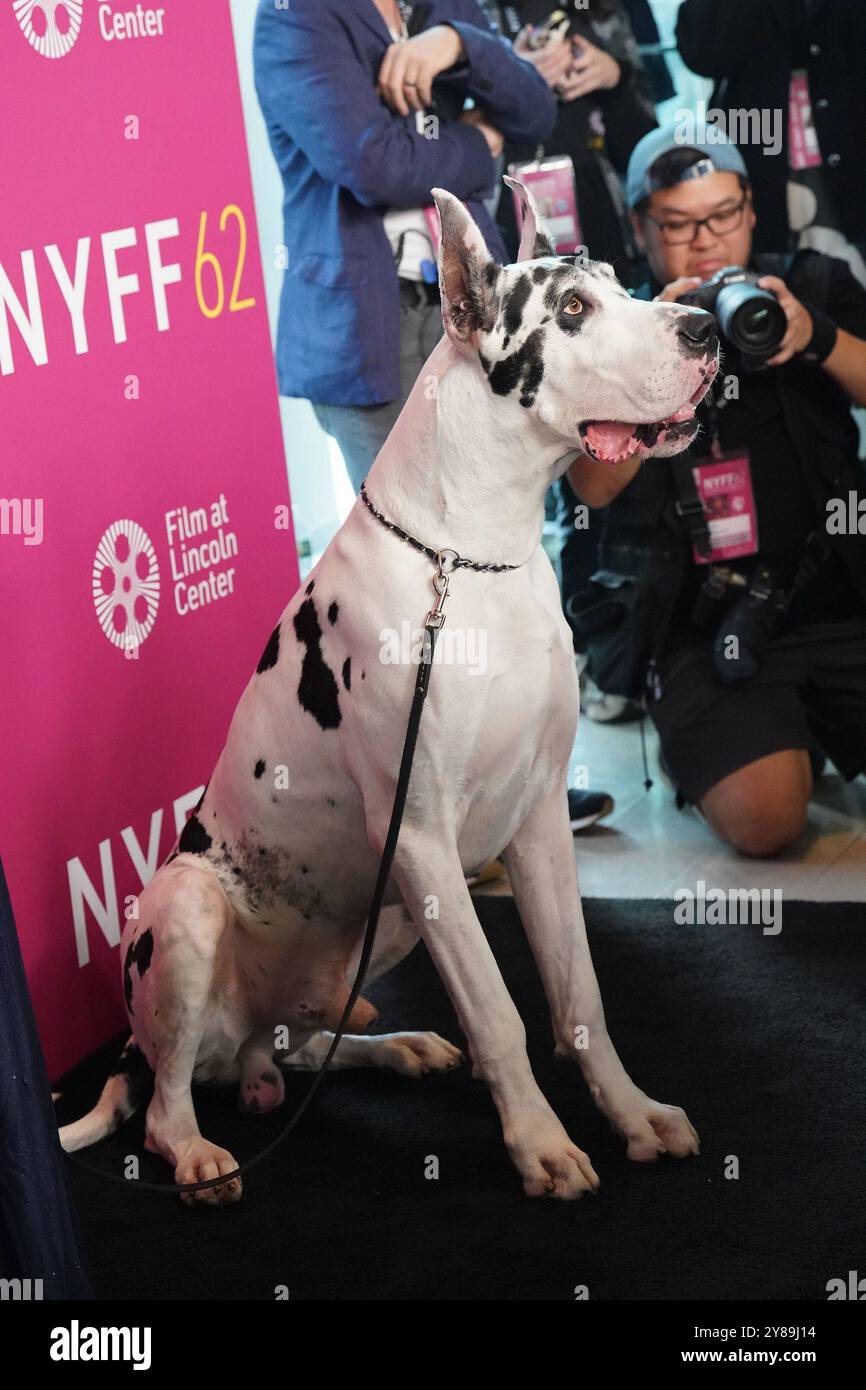 Bing the dog at arrivals for The 62nd New York Film Festival s Red ...