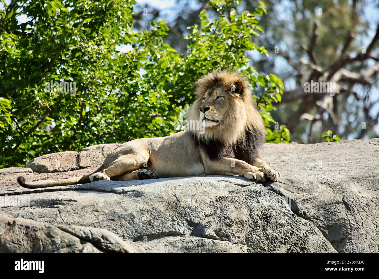African lion lying down hi-res stock photography and images - Alamy