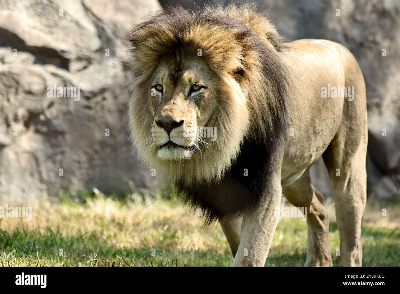 Male African lion stalking prey Stock Photo - Alamy
