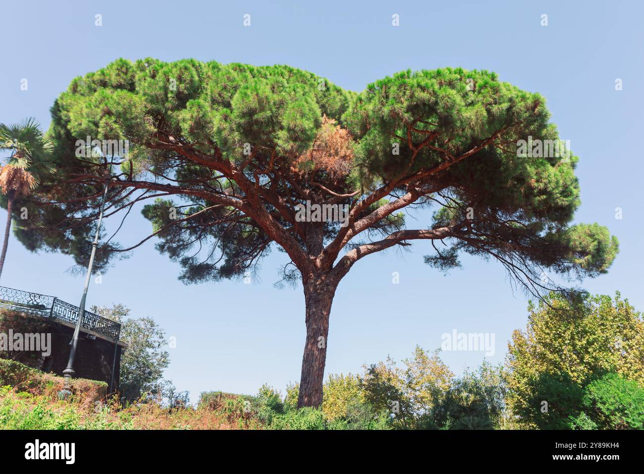 Italian Stone Pine growing on the street in Rome. Pinus Pinea trees ...
