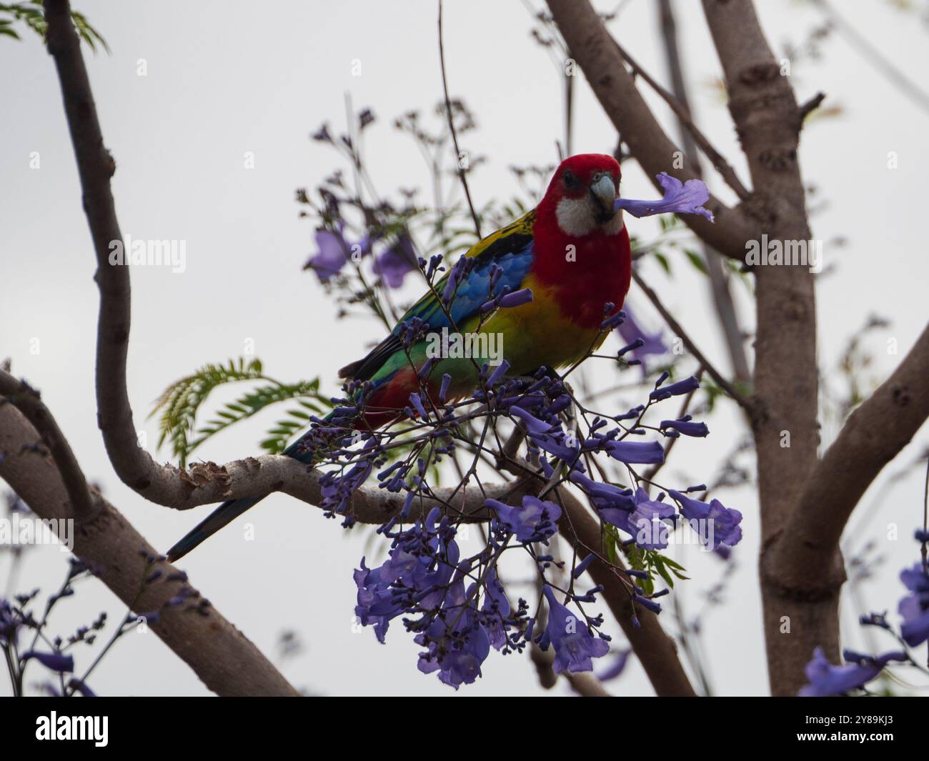 A colourful Eastern Rosella bird enjoying the sweet purple flowers of a ...