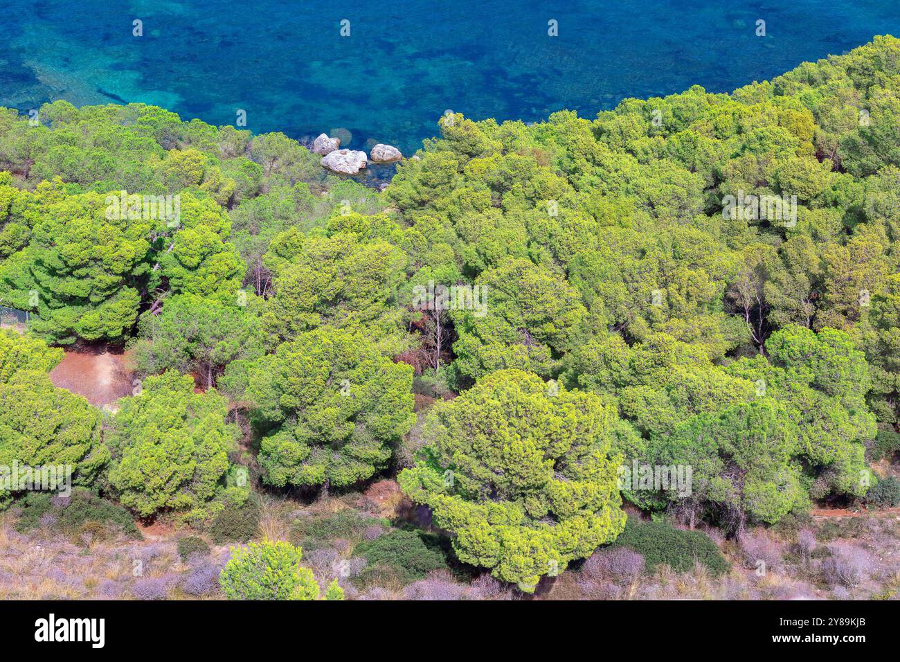 Aerial view of lush forest at sea coast. Coniferous trees growing on a ...