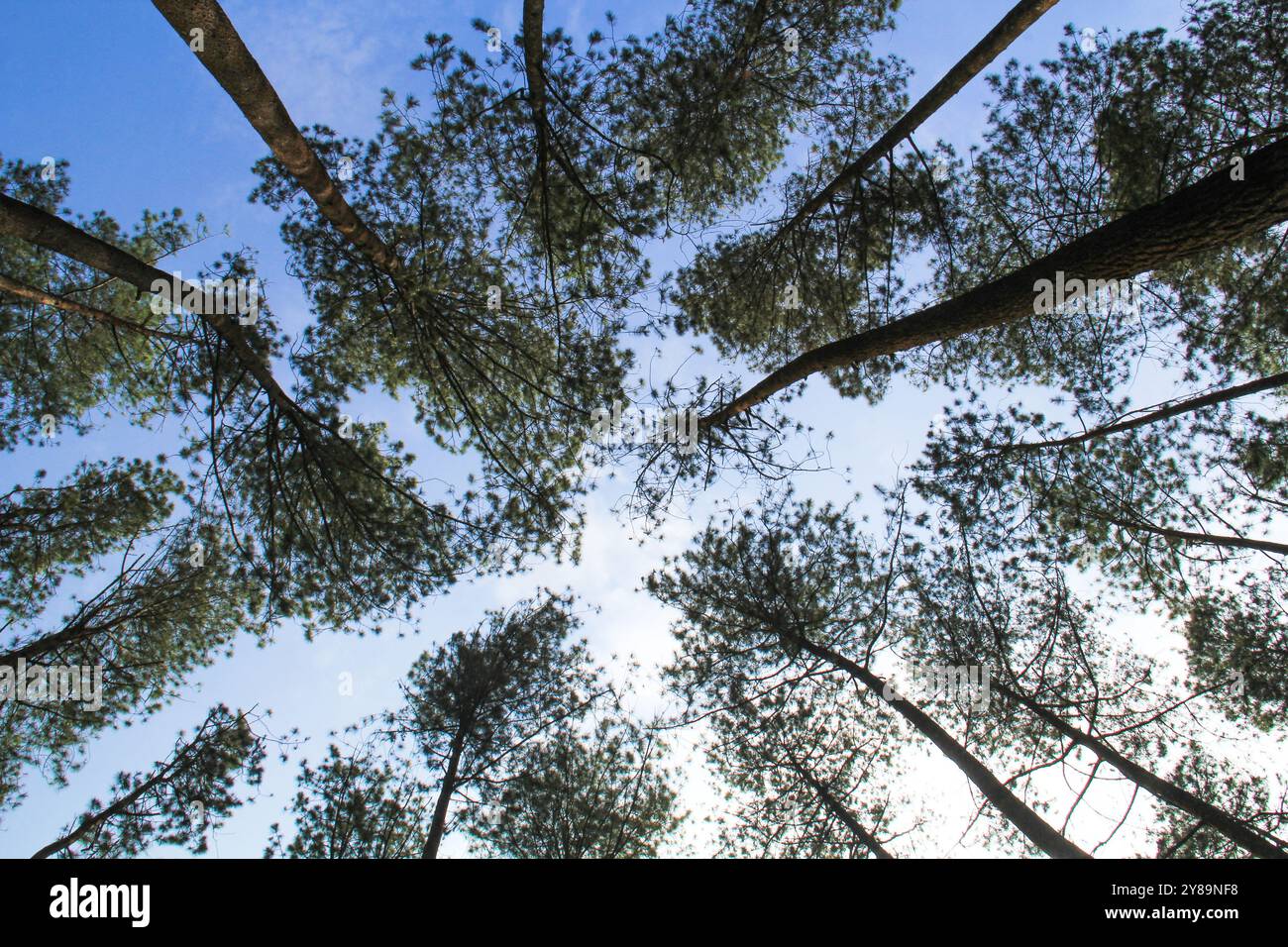 tall trees towering with a blue sky Stock Photo - Alamy
