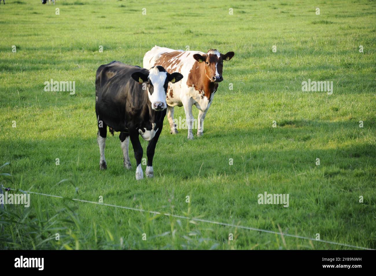 Free cows in a large grazing land in Farm animals in the north of ...