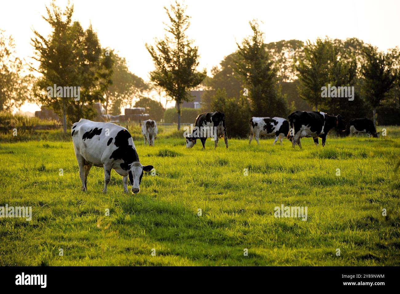 Free cows in a large grazing land in Farm animals in the north of ...