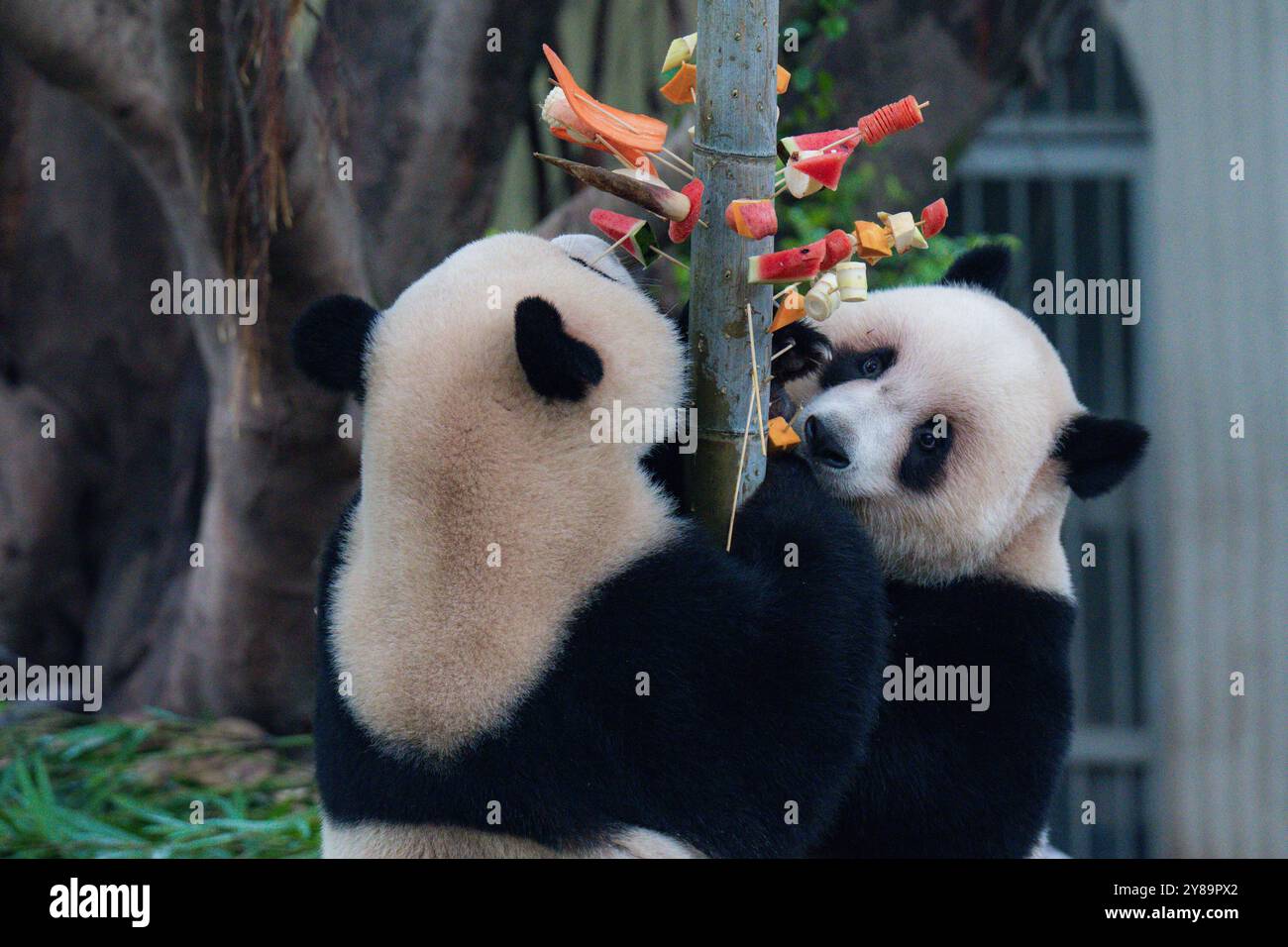 Giant pandas have food placed on a bamboo pole in a zoo in southwest ...