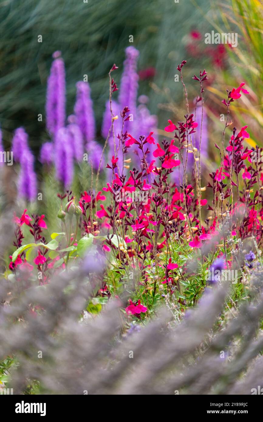 Colorful flowers in bloom in September at the Santa Fe Botanical Garden ...