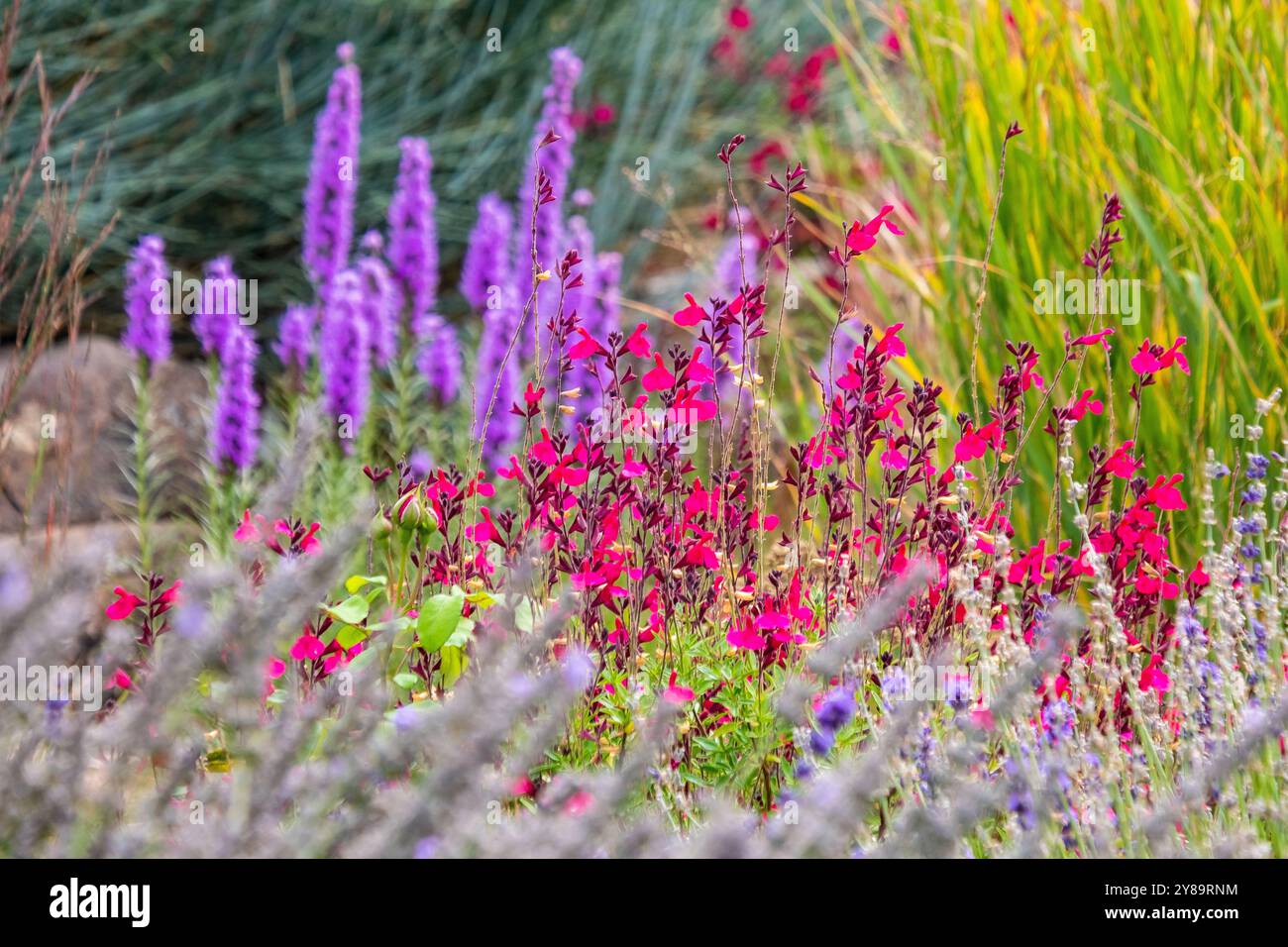 Colorful flowers in bloom in September at the Santa Fe Botanical Garden ...