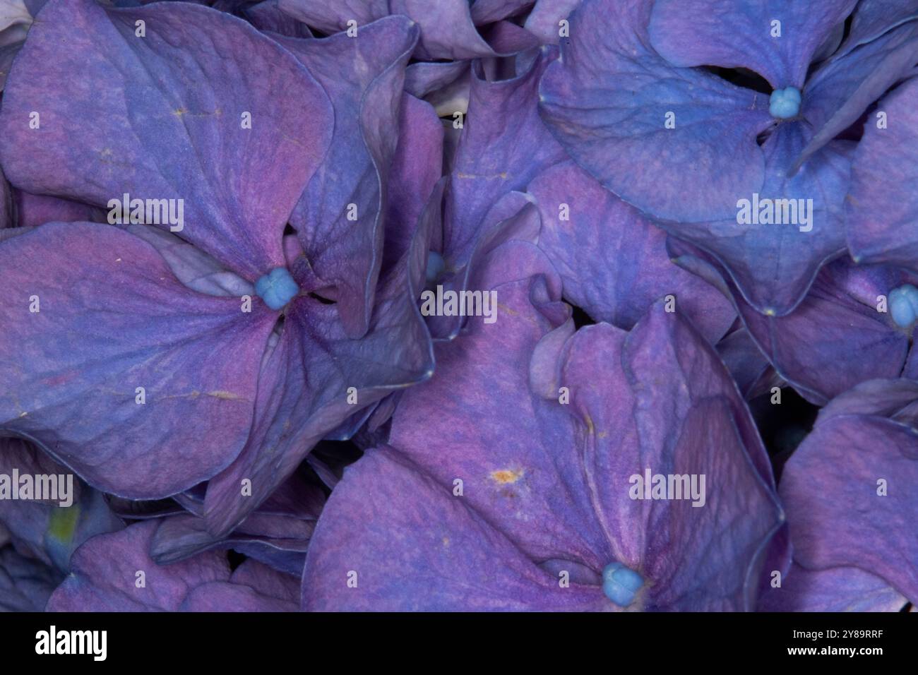 Close up purple hydrangea flower background Stock Photo - Alamy