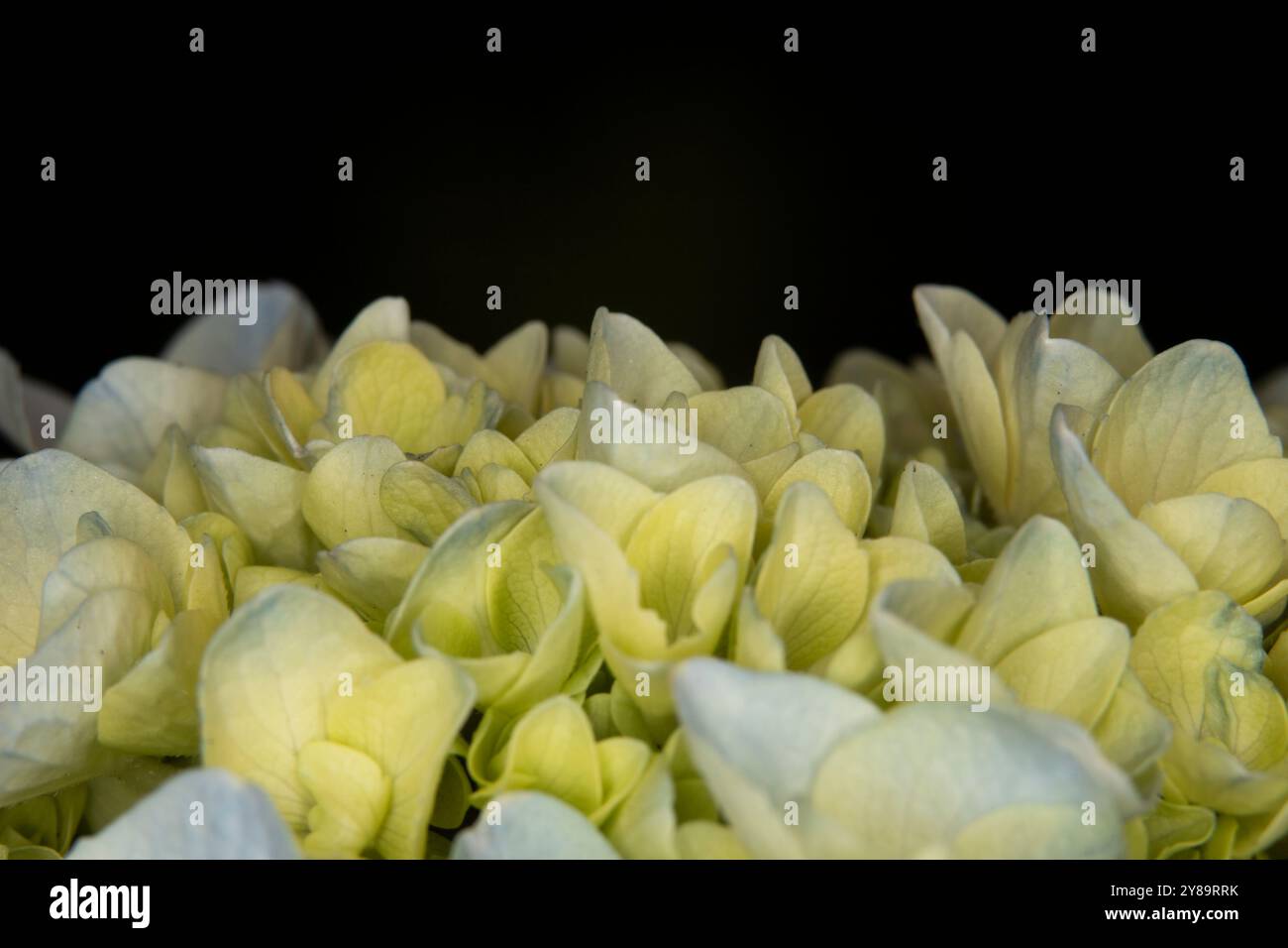 Close up of white and blue hydrangea cluster, also know as Mophead or ...