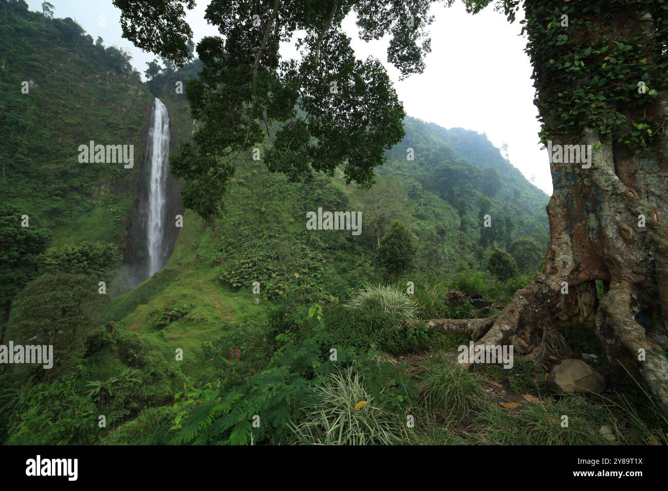 big tree with a waterfall background Stock Photo - Alamy
