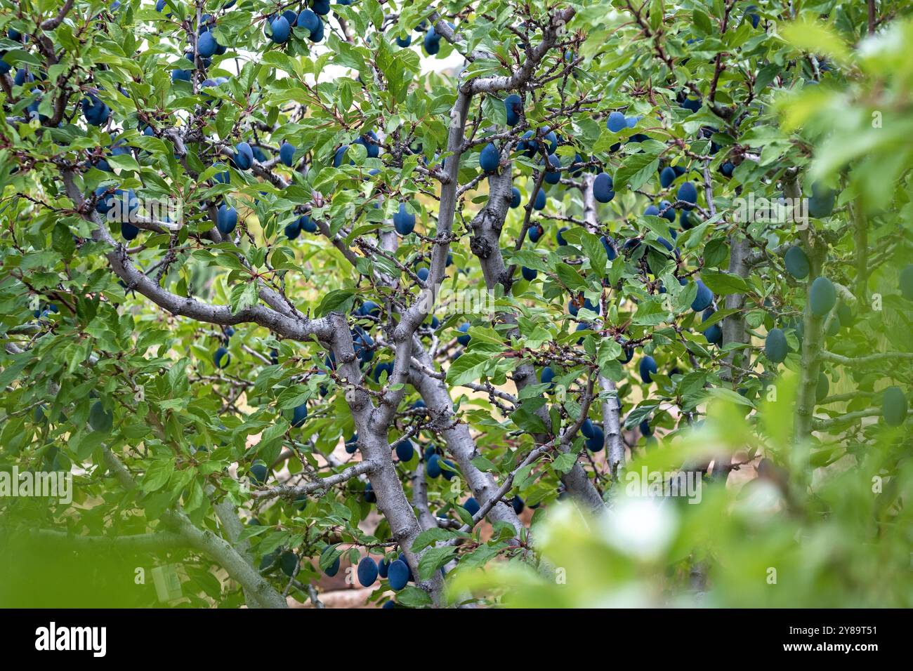 Blue plums hanging from a tree in Santa Fe, New Mexico Stock Photo - Alamy
