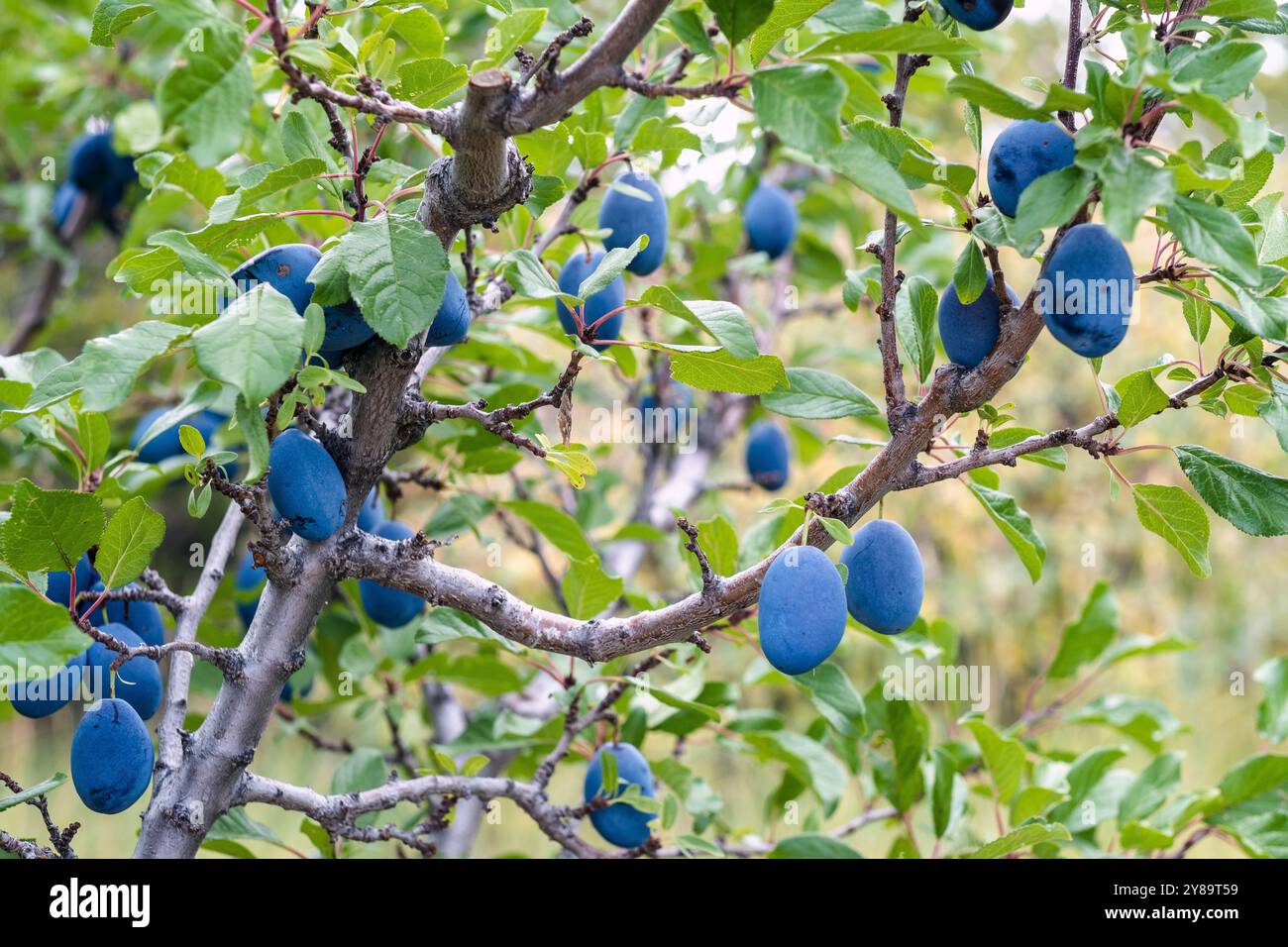 Blue plums hanging from a tree in Santa Fe, New Mexico Stock Photo - Alamy
