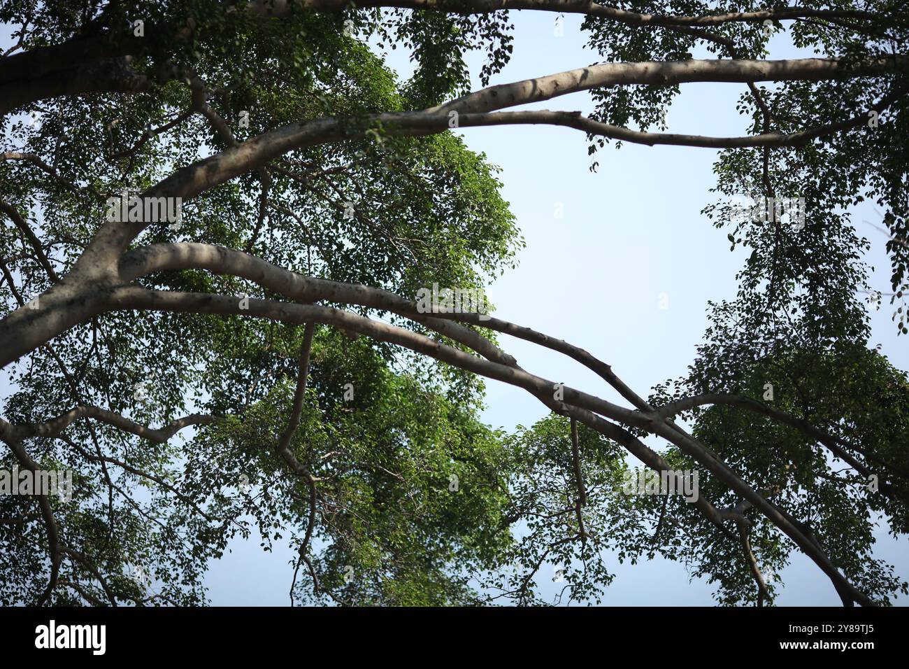 wooden branches towering Stock Photo - Alamy