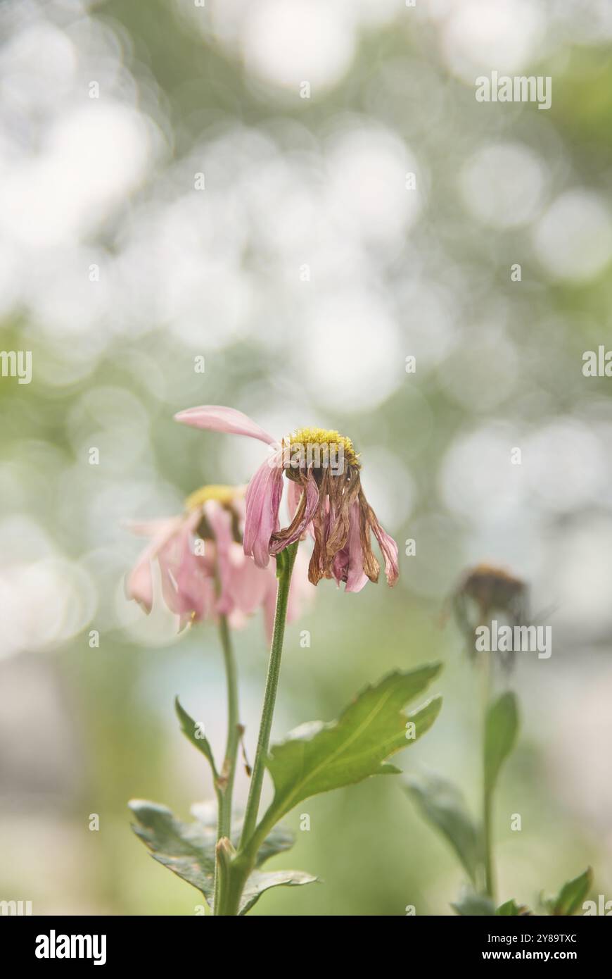 Bunch daisies dead hi-res stock photography and images - Alamy