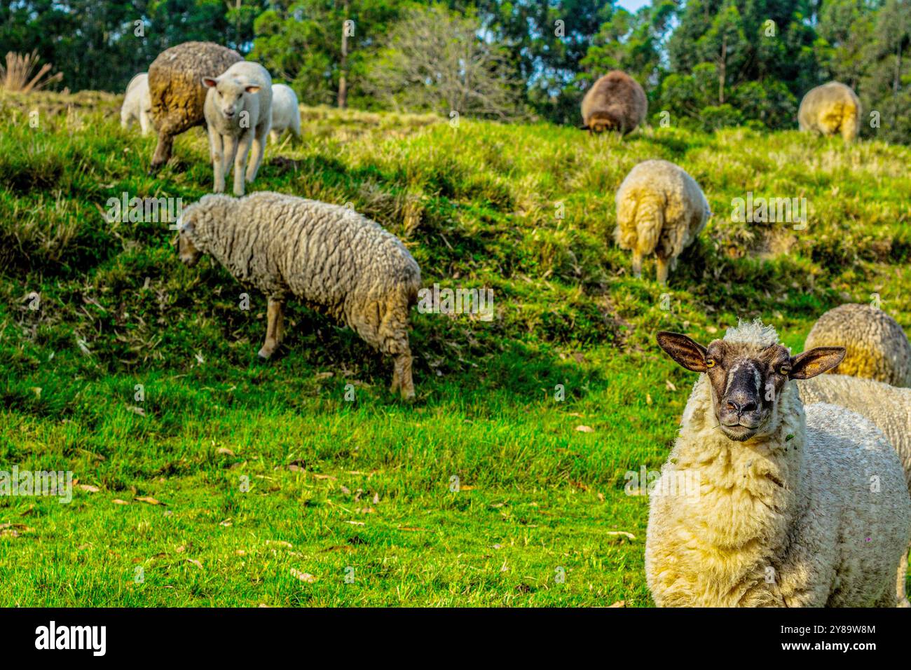 Sheep in the field. Nature Stock Photo - Alamy