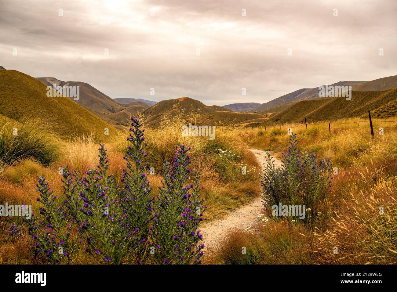 Purple flowers growing on the hiking trail in the arid mountains at the ...