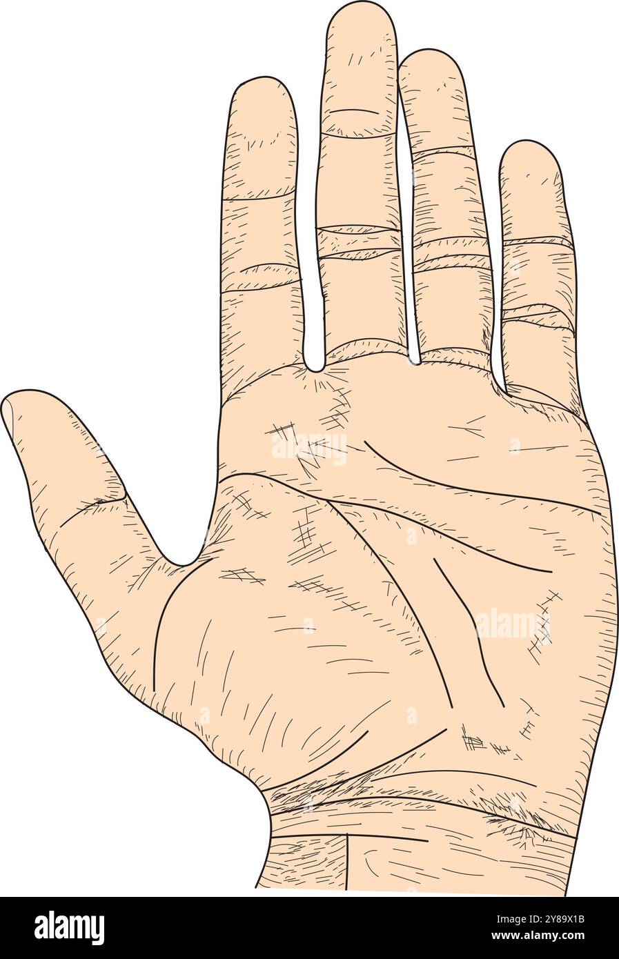 Showing sketch Stock Vector Images - Alamy