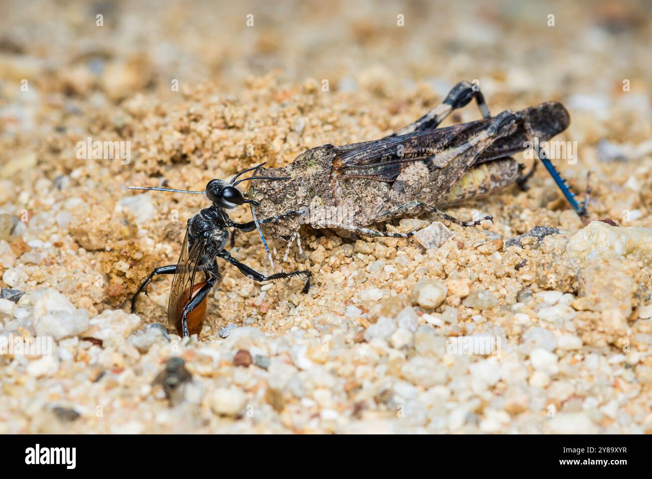 Black spider wasp dragging a paralyzed grasshopper across sand and ...