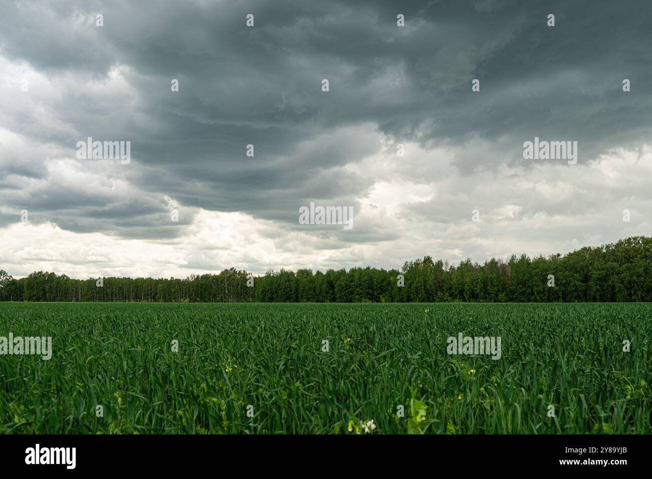 Green field and rain with overcast sky, Green field landscape, Black ...