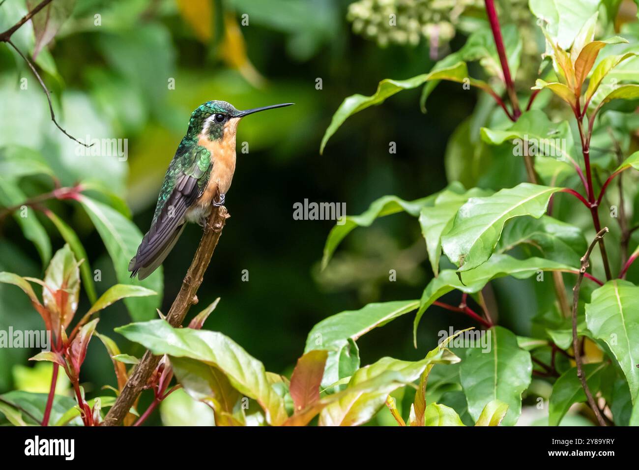 Female White-Throated Mountain Gem Hummingbird (Lampornis ...