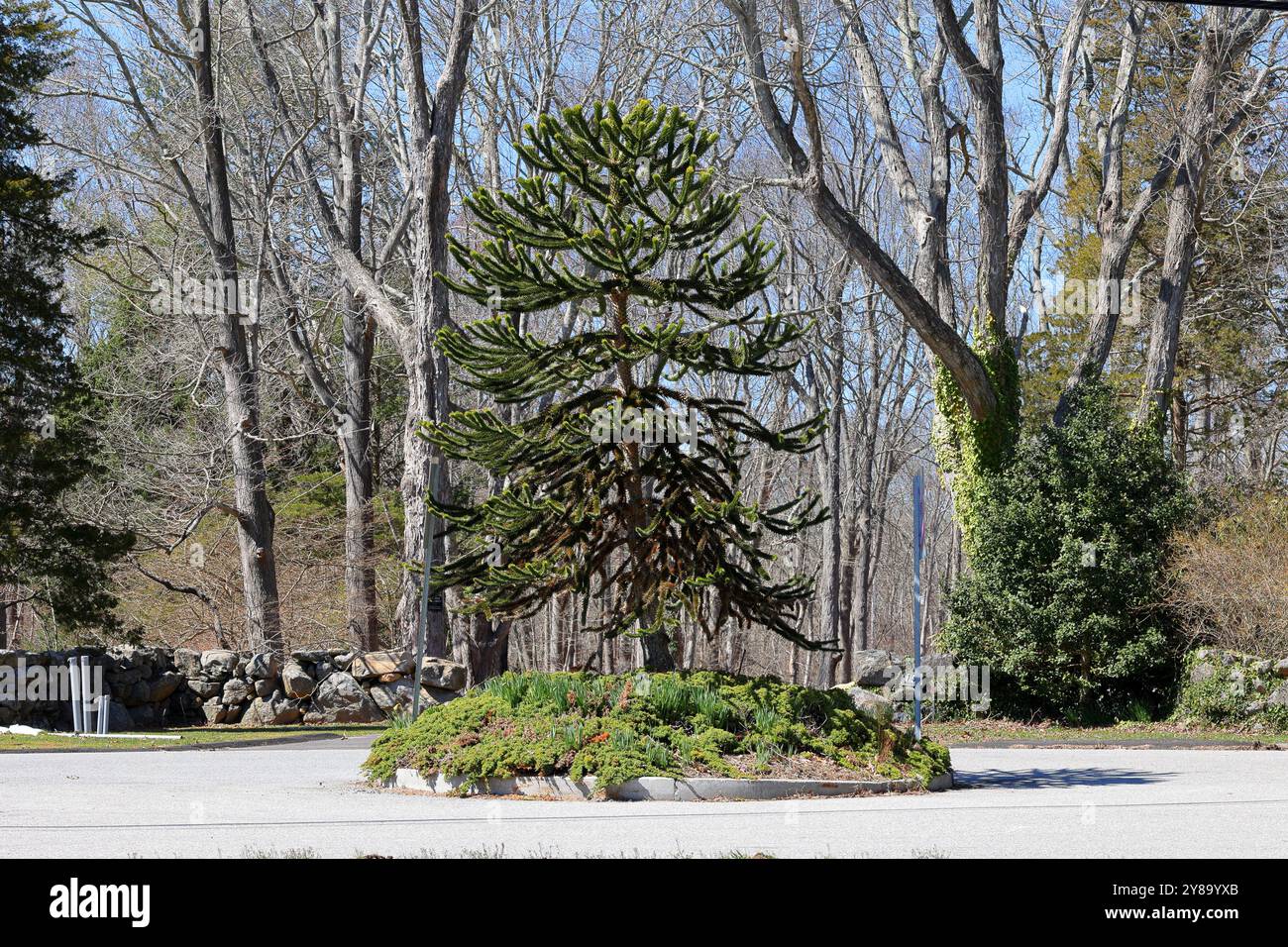 Pequot Tree of Life, Mystic, Connecticut. A Monkey Puzzle Tree ...
