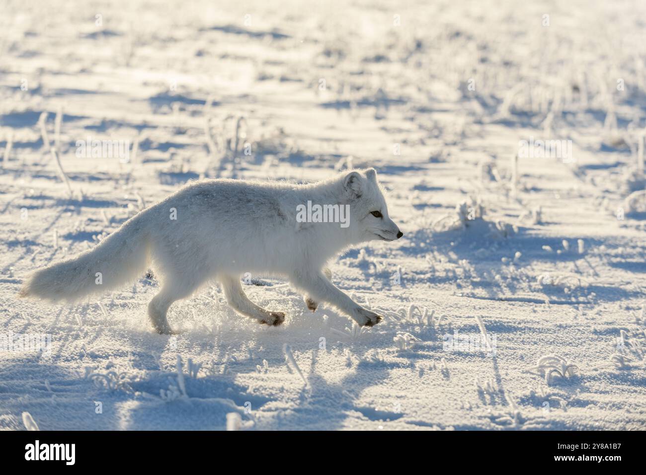 Wild arctic fox (Vulpes Lagopus) in tundra in winter time. White arctic ...