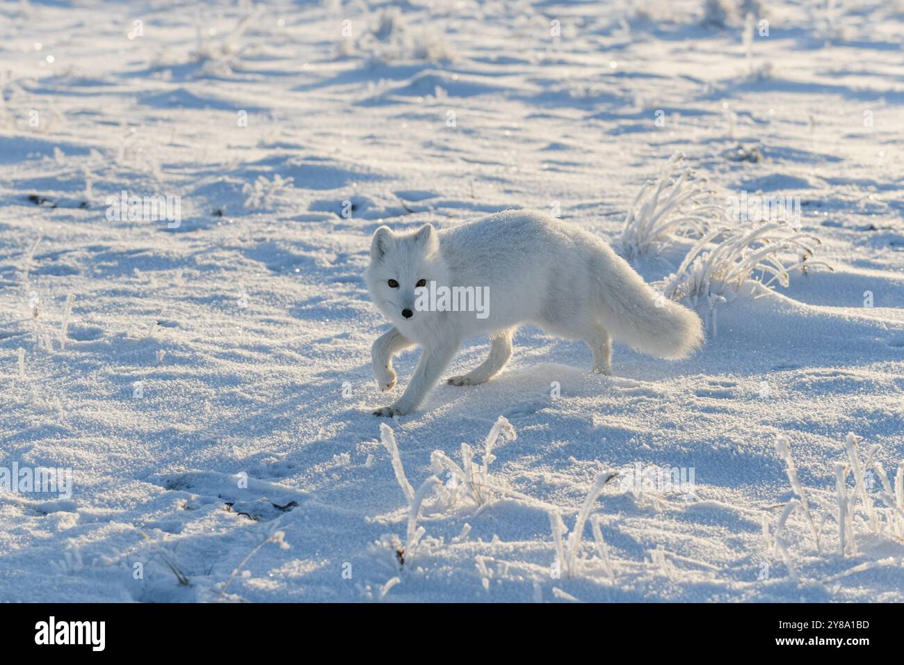 Wild arctic fox (Vulpes Lagopus) in tundra in winter time. White arctic ...