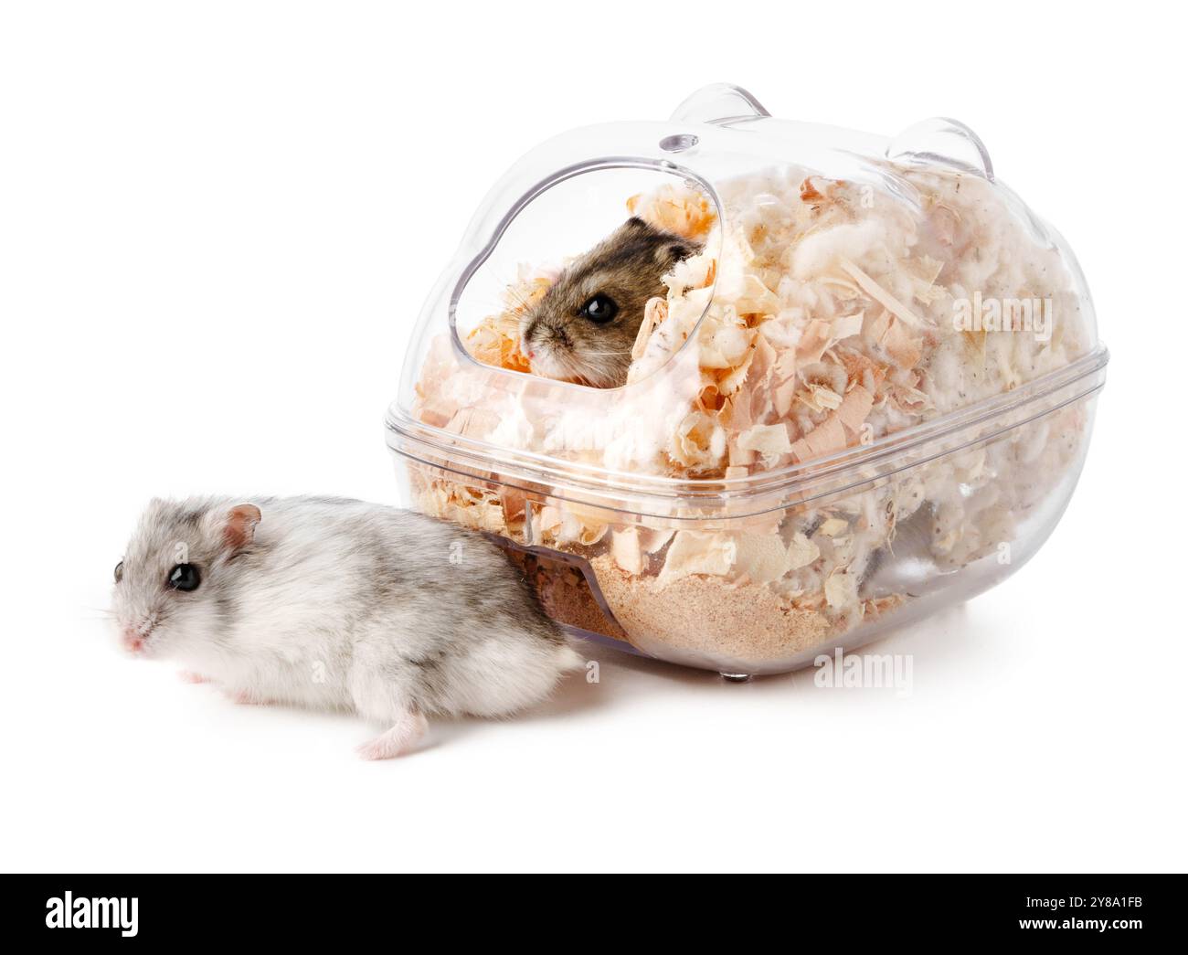 A curious hamster peeks out from its cozy habitat filled with bedding ...