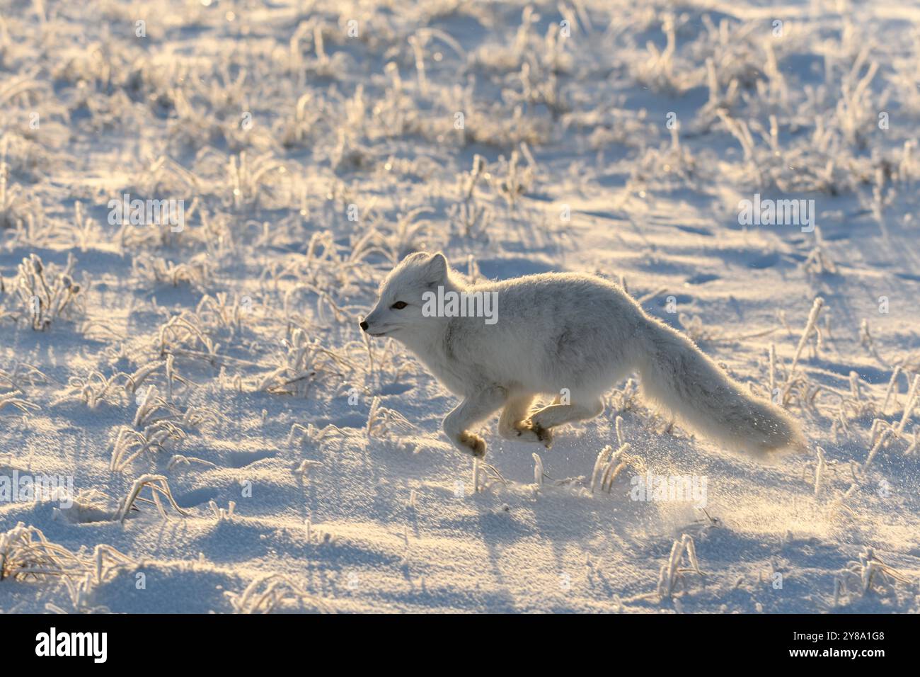 Wild arctic fox (Vulpes Lagopus) in tundra in winter time. White arctic ...