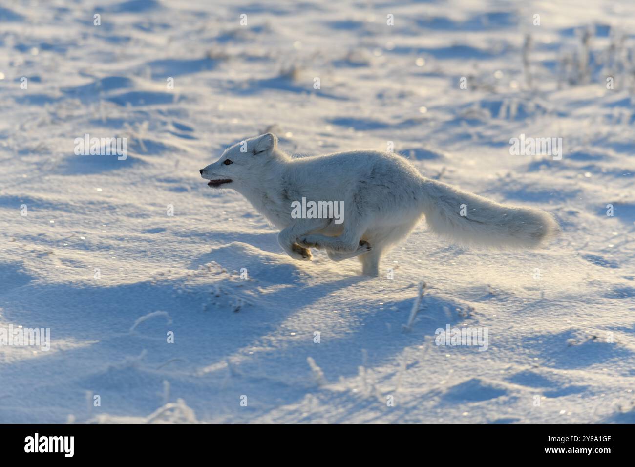 Wild arctic fox (Vulpes Lagopus) in tundra in winter time. White arctic ...
