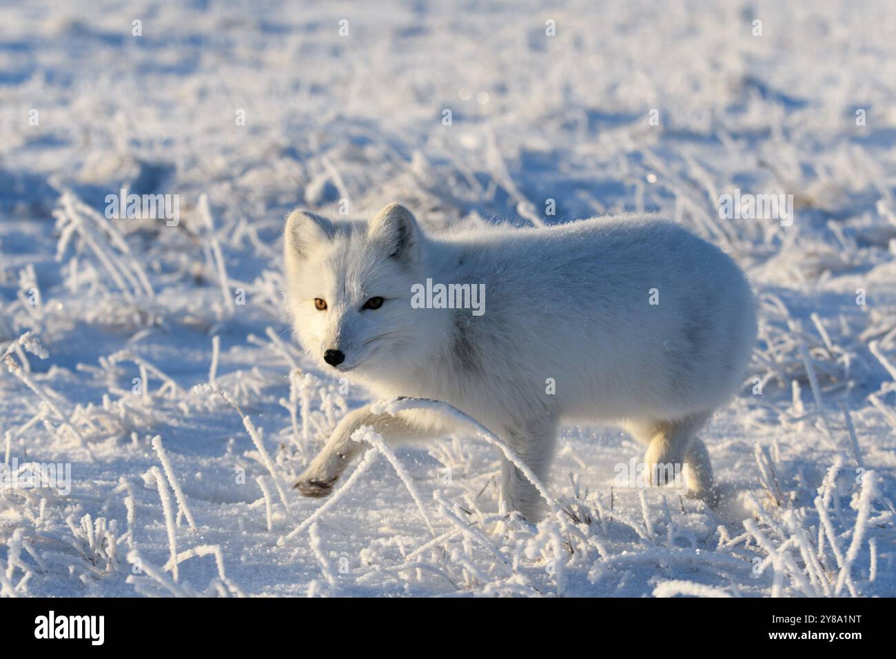 Wild arctic fox (Vulpes Lagopus) in tundra in winter time. White arctic ...