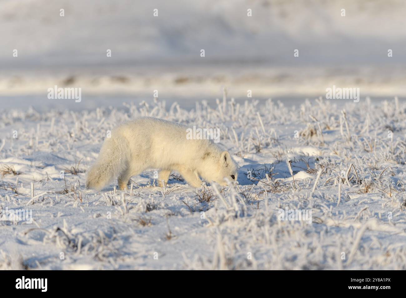 Wild arctic fox (Vulpes Lagopus) in tundra in winter time. White arctic ...