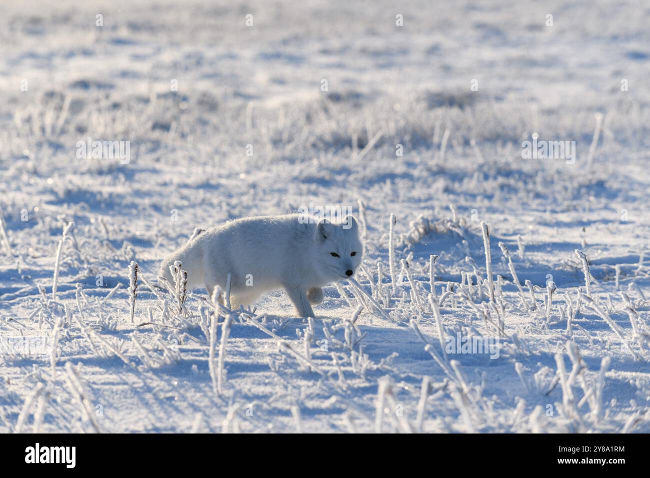 Wild arctic fox (Vulpes Lagopus) in tundra in winter time. White arctic ...