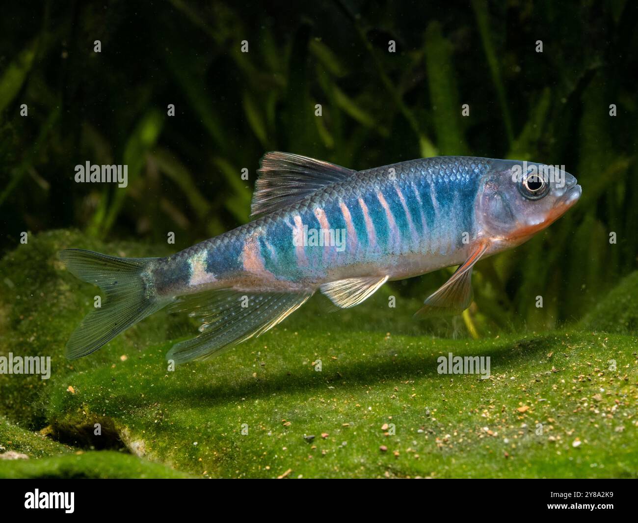 Phylogenetic analysis hi-res stock photography and images - Alamy